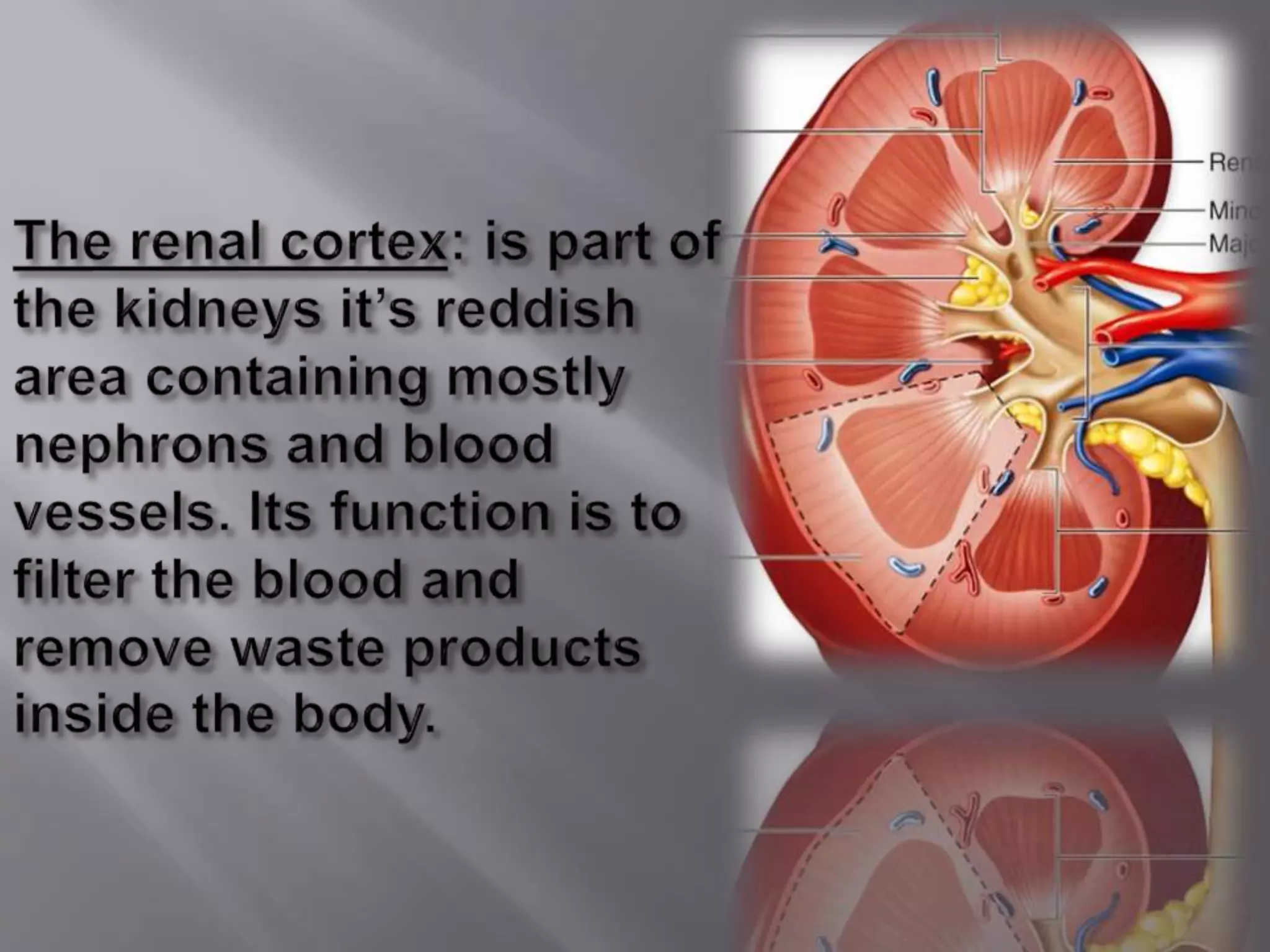 Kidney structure (anatomy) | PPTX