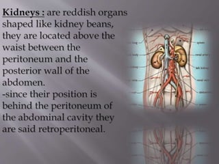 Human Kidney Anatomy Ppt