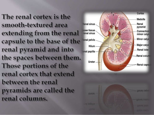 Kidney sturcture