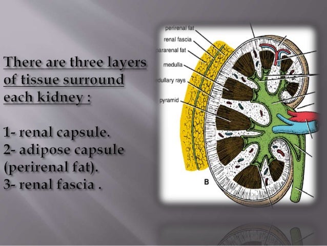 Kidney sturcture