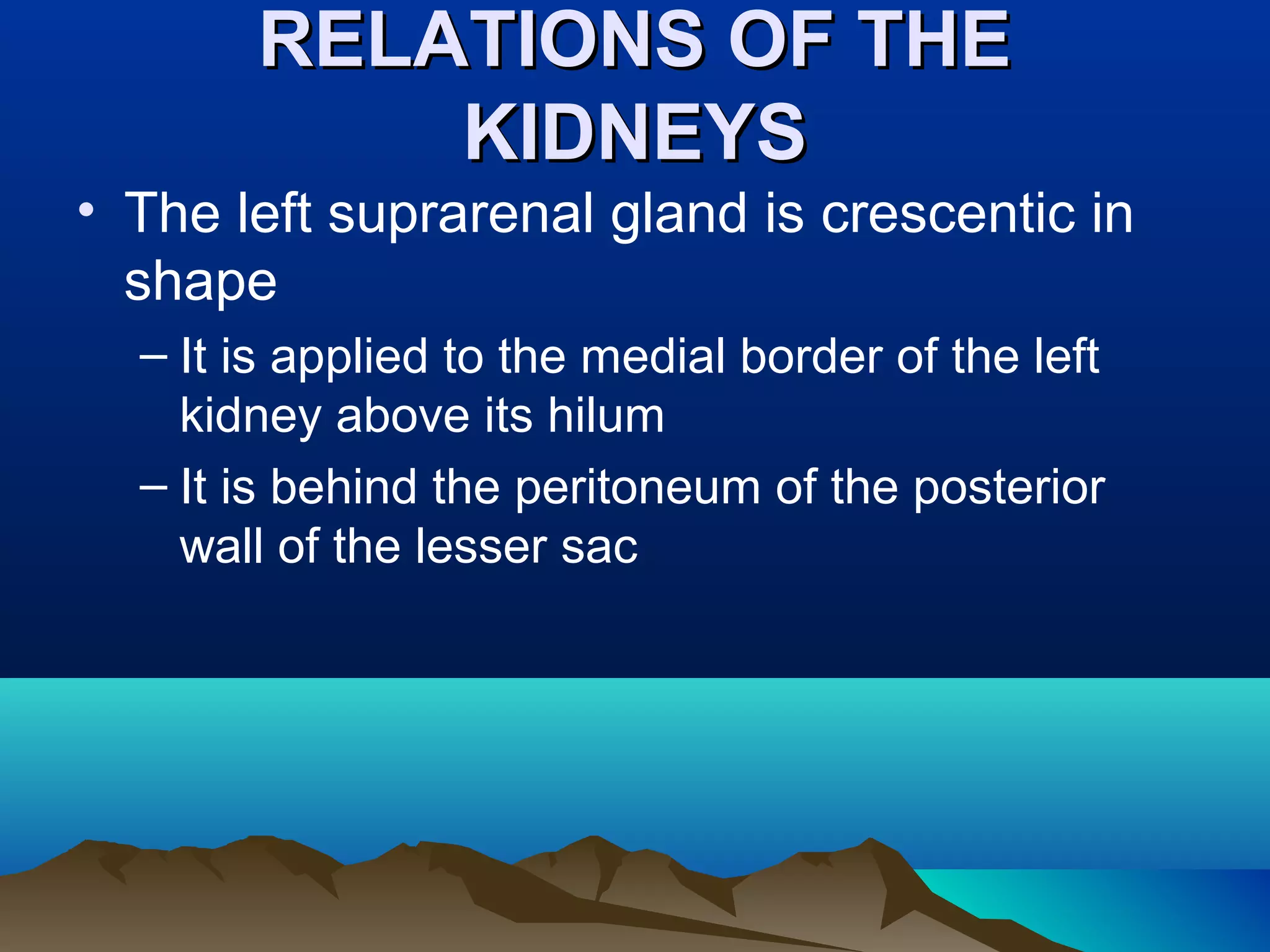 Kidneys, ureters and suprarenal glands | PPT