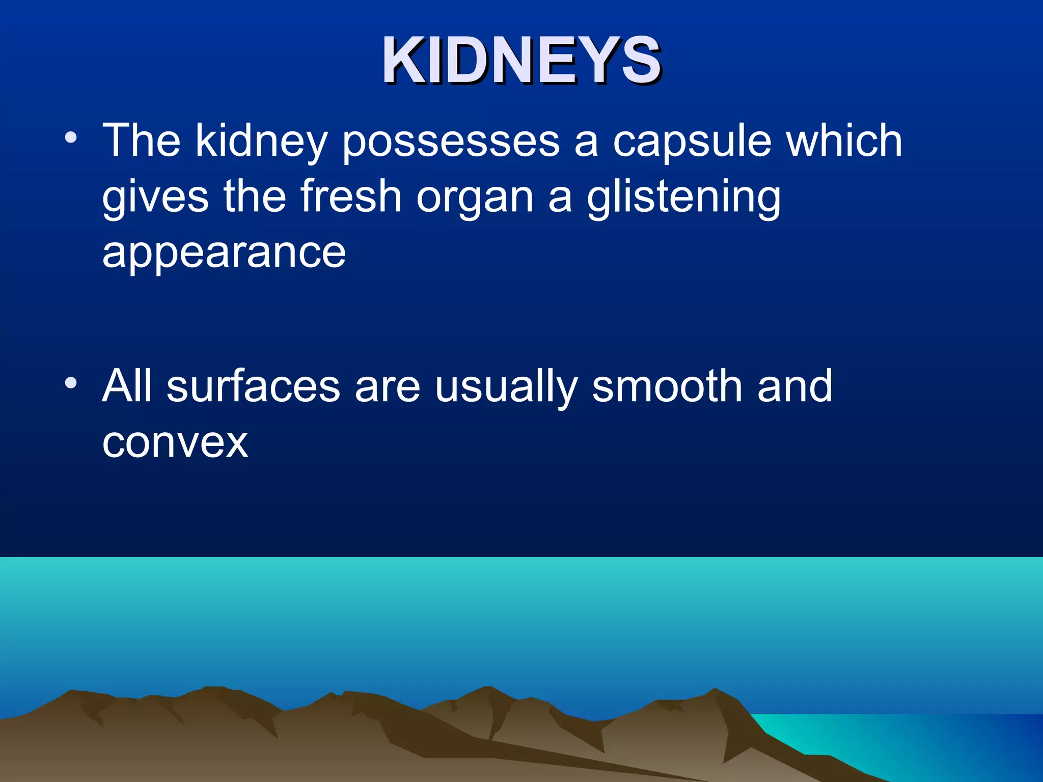 Kidneys, ureters and suprarenal glands | PPT