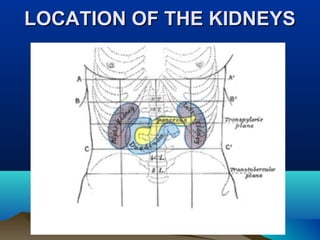 Kidneys, ureters and suprarenal glands | PPT