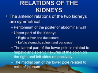Kidneys, ureters and suprarenal glands | PPT
