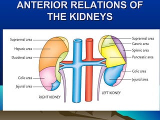 Kidneys, ureters and suprarenal glands | PPT