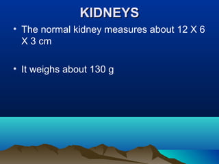 Kidneys, ureters and suprarenal glands | PPT