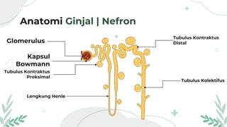 sistem ekskresi ginjal pada manusia dan kelainannya | PPT