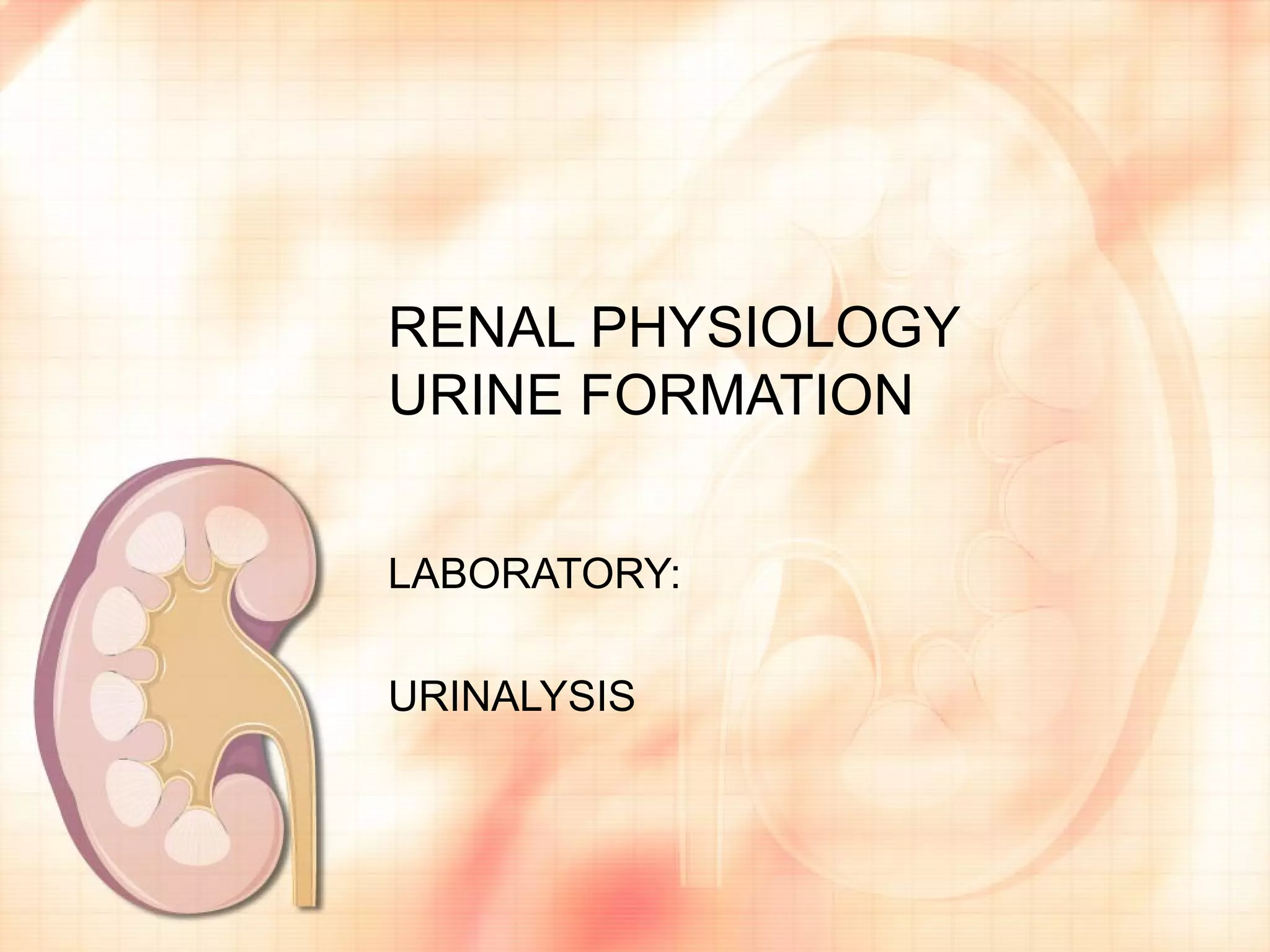 Kidney urine | PPT