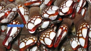 The Story of Barney the Goose Barnacle .pptx