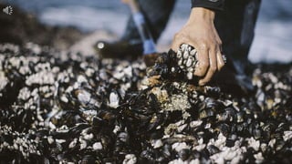 The Story of Barney the Goose Barnacle .pptx