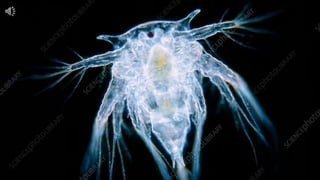 The Story of Barney the Goose Barnacle .pptx