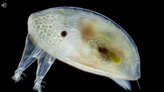 The Story of Barney the Goose Barnacle .pptx