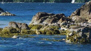 The Story of Barney the Goose Barnacle .pptx