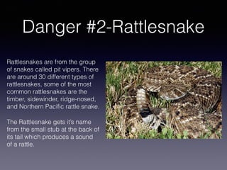 Kids project danger snakes | PPT