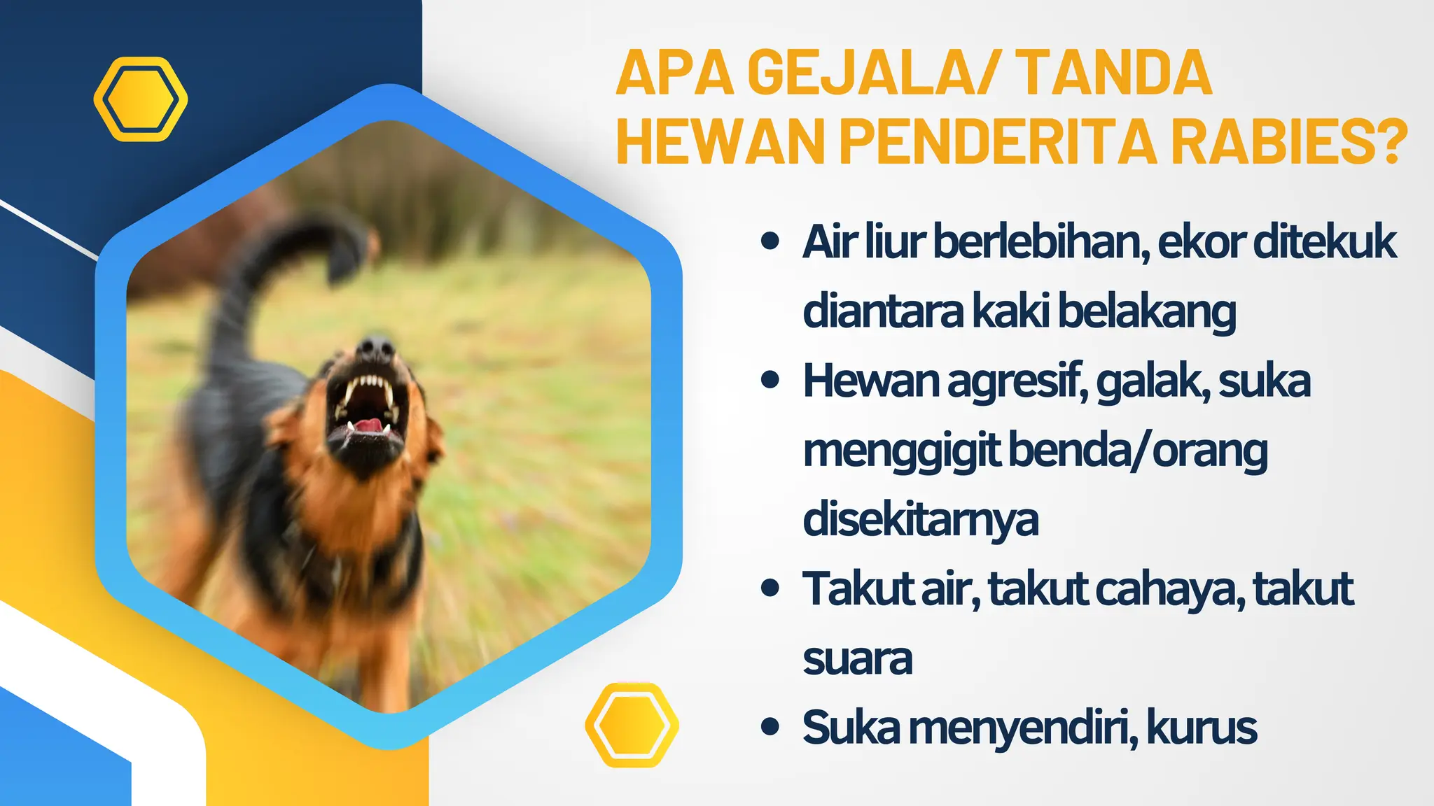 Komunikasi, Informasi dan Edukasi RABIES SEKOLAH DASAR.pdf