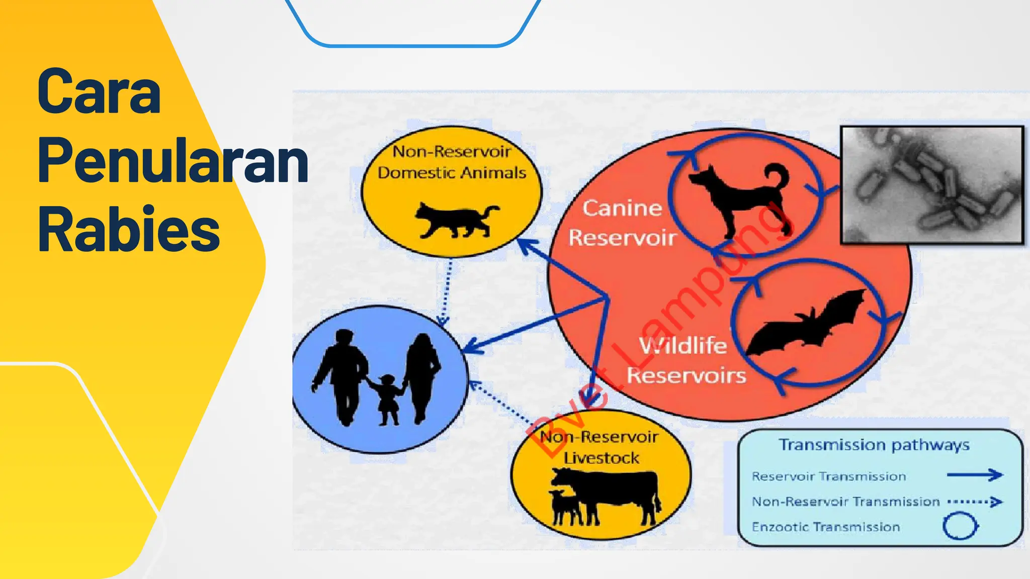 Komunikasi, Informasi dan Edukasi RABIES SEKOLAH DASAR.pdf