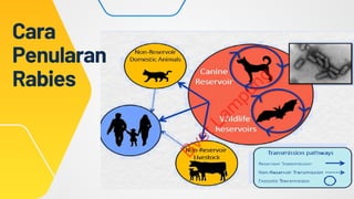 Komunikasi, Informasi dan Edukasi RABIES SEKOLAH DASAR.pdf