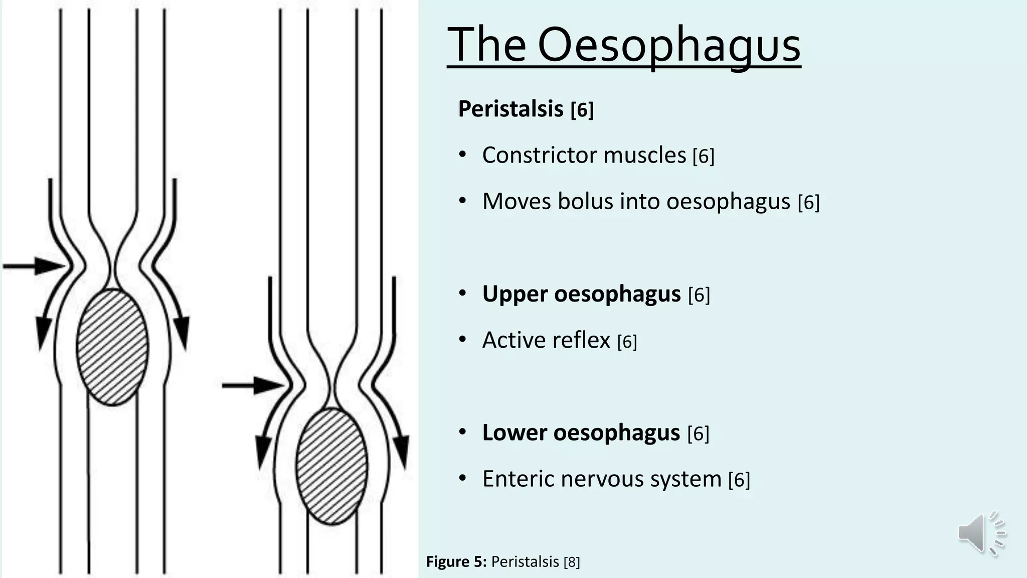 Digestion & Absorption of Eggs | PPSX