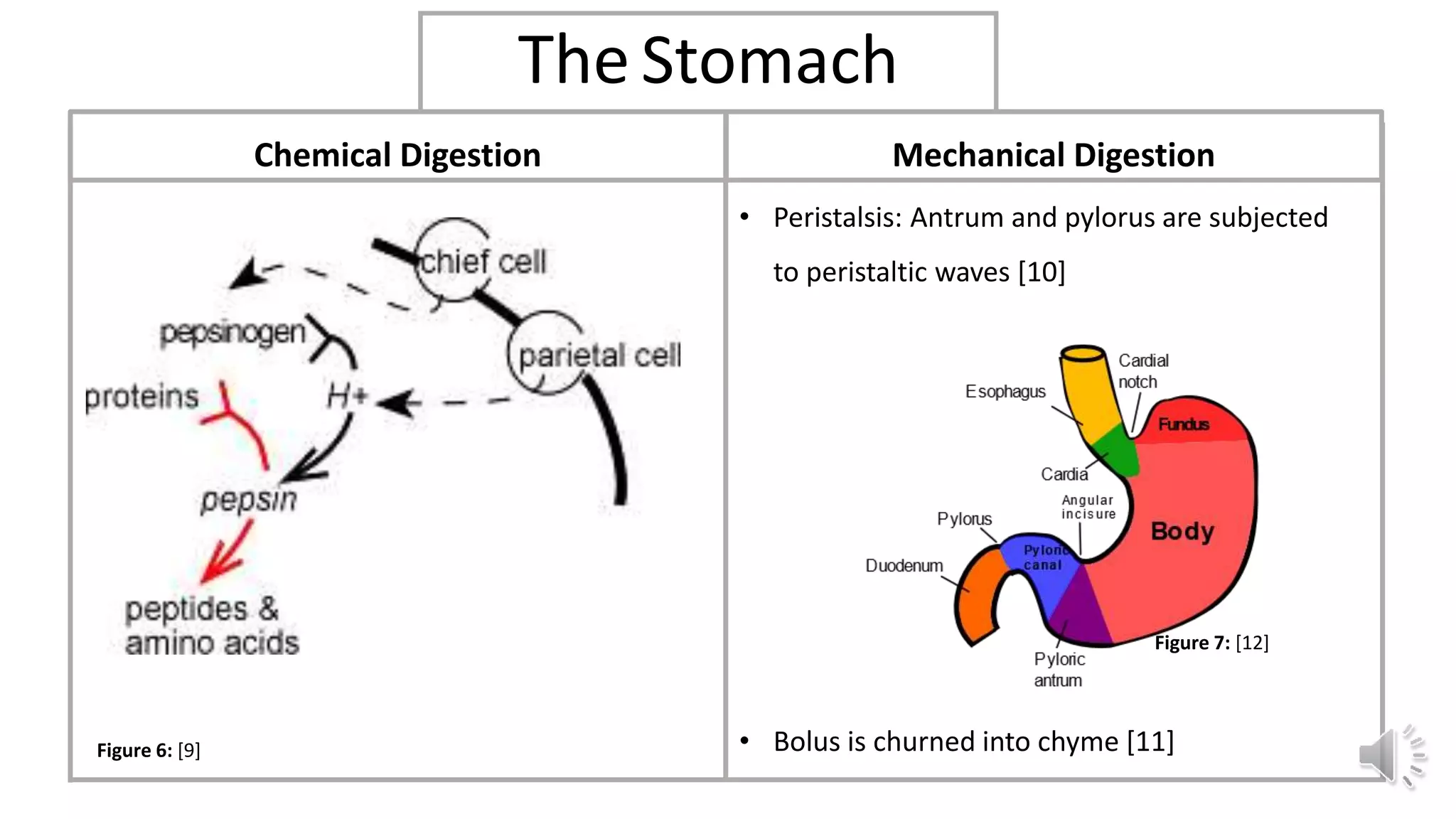 Digestion & Absorption of Eggs | PPSX
