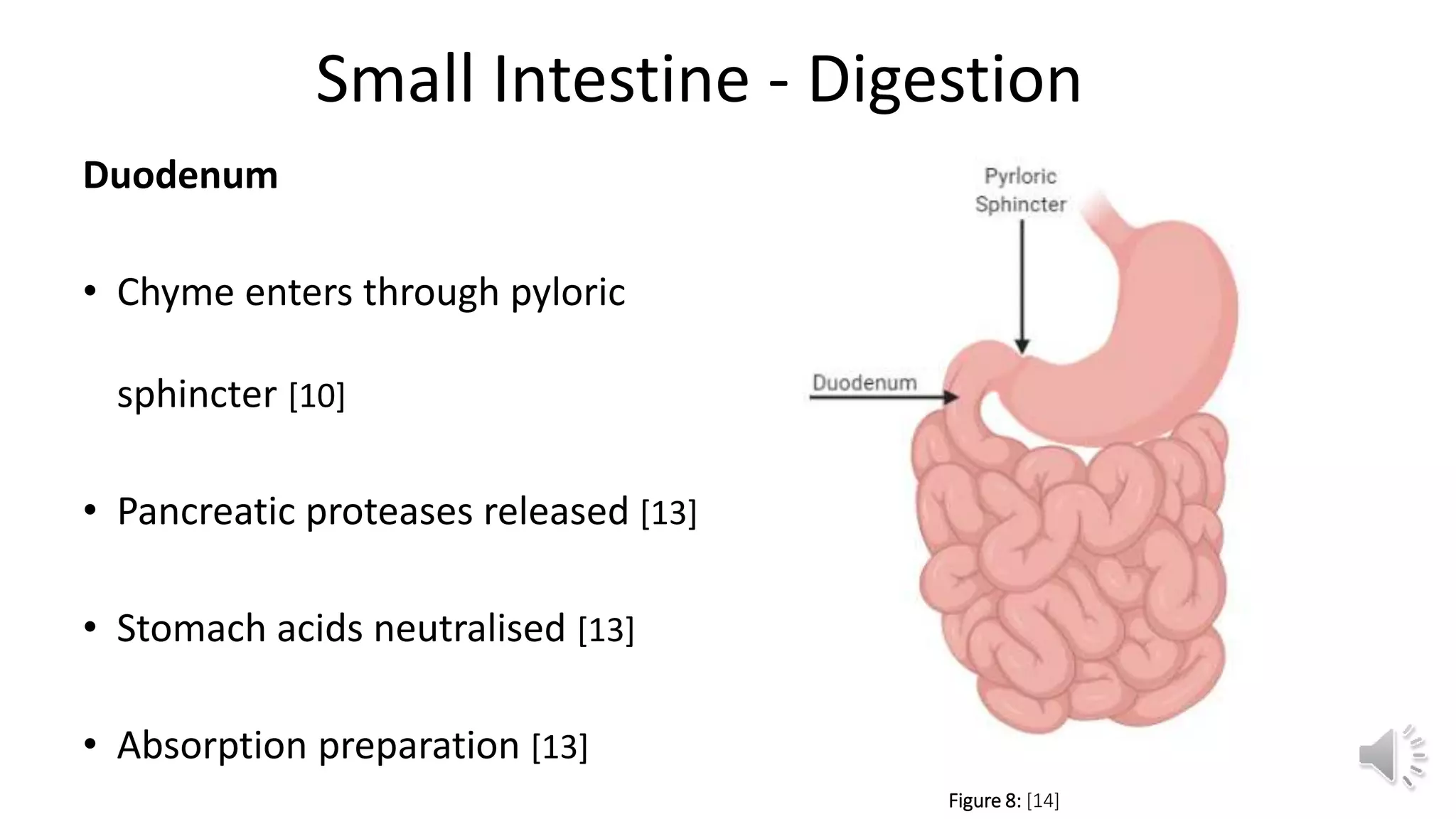 Digestion & Absorption of Eggs | PPSX