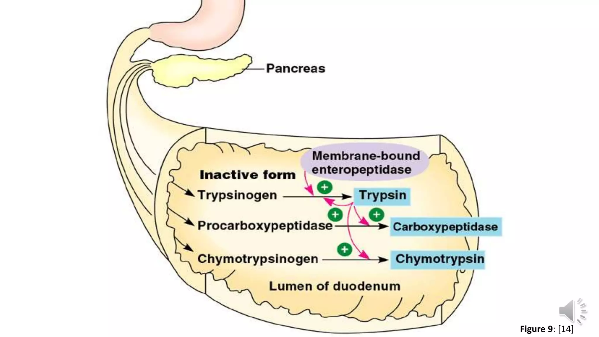 Digestion & Absorption of Eggs | PPSX