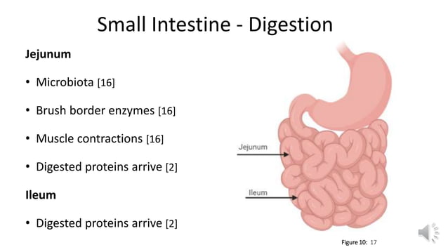 Digestion & Absorption of Eggs | PPSX