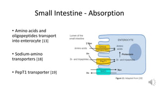 Digestion & Absorption of Eggs | PPSX