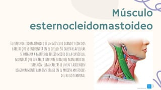 anatomia cabeza y cuello | PPT