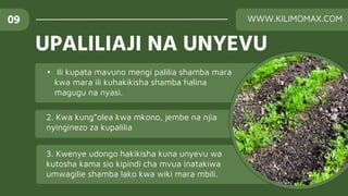 KilimoMax: Kilimo Cha Karoti | PPTX