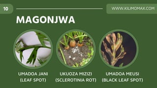 KilimoMax: Kilimo Cha Karoti | PPTX