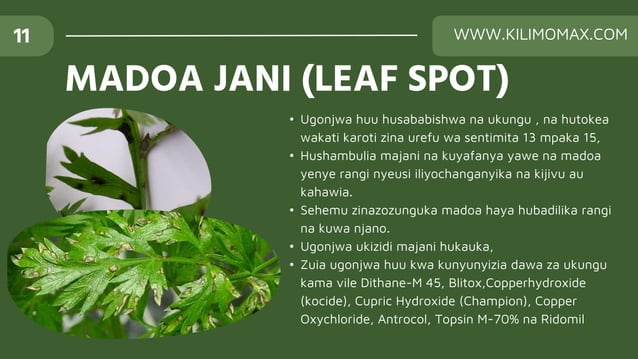 KilimoMax: Kilimo Cha Karoti | PPT