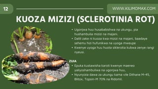 KilimoMax: Kilimo Cha Karoti | PPTX