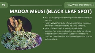 KilimoMax: Kilimo Cha Karoti | PPTX