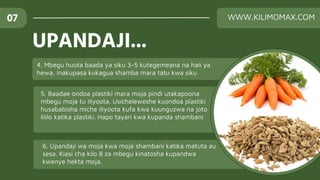 KilimoMax: Kilimo Cha Karoti | PPTX