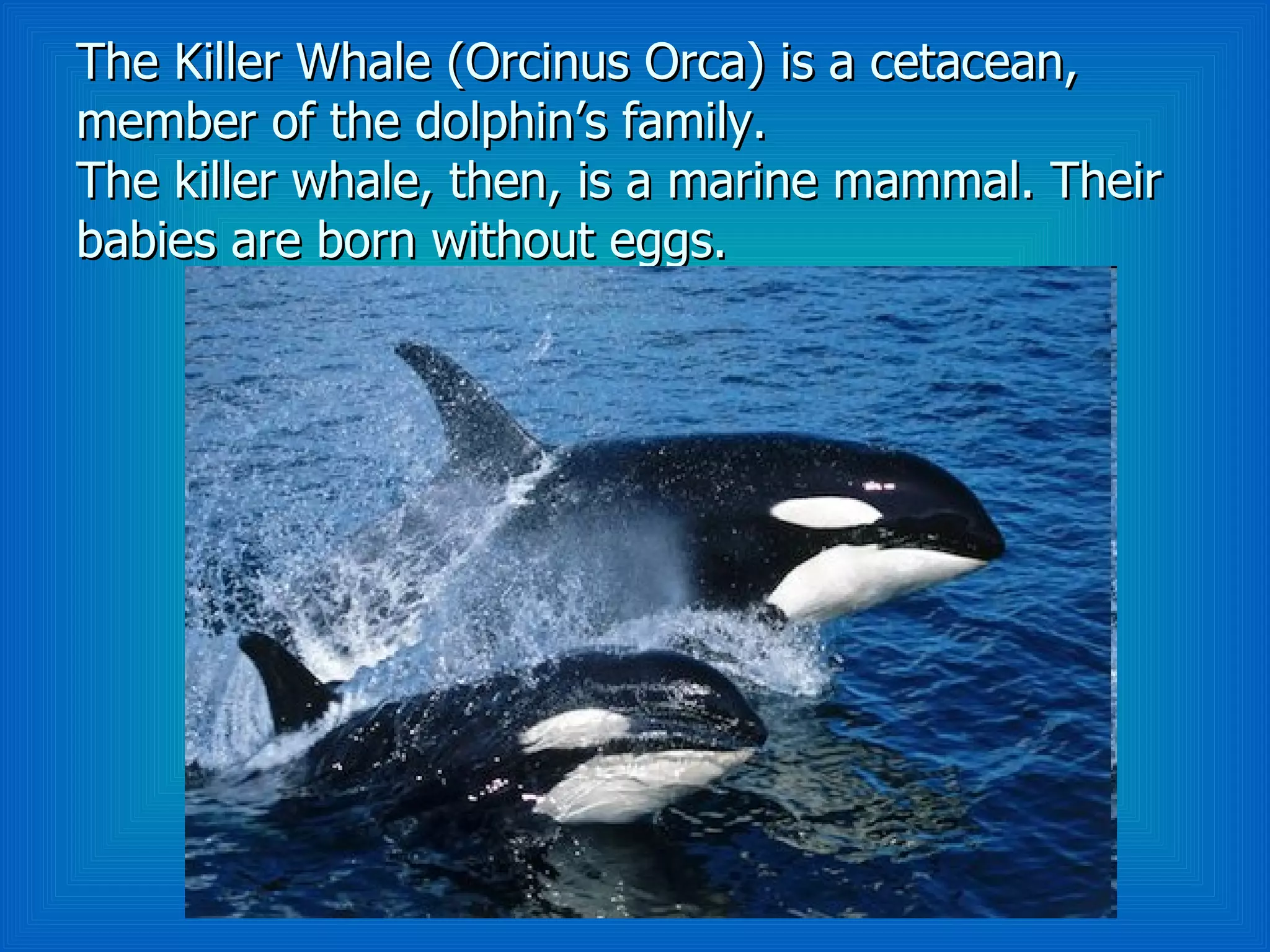 Killer whale | PPT