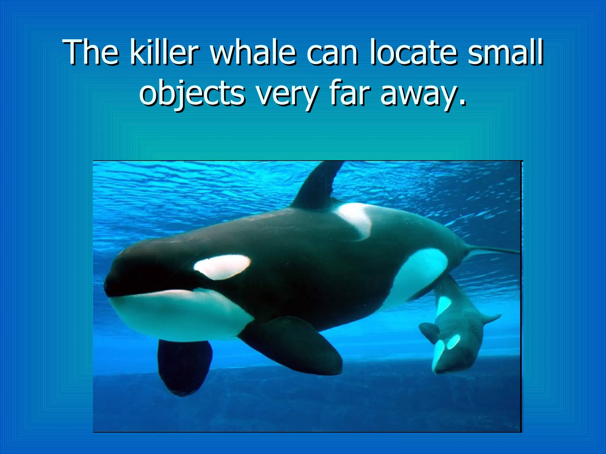 Killer whale | PPT