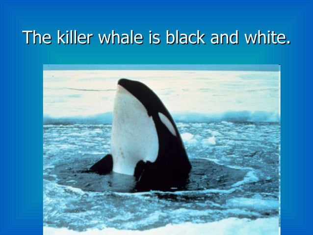 Killer whale | PPT