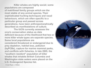 Killer whale | PPTX