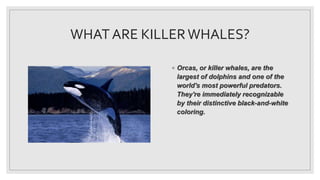 Killer whale | PPTX