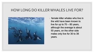 Killer whale | PPT