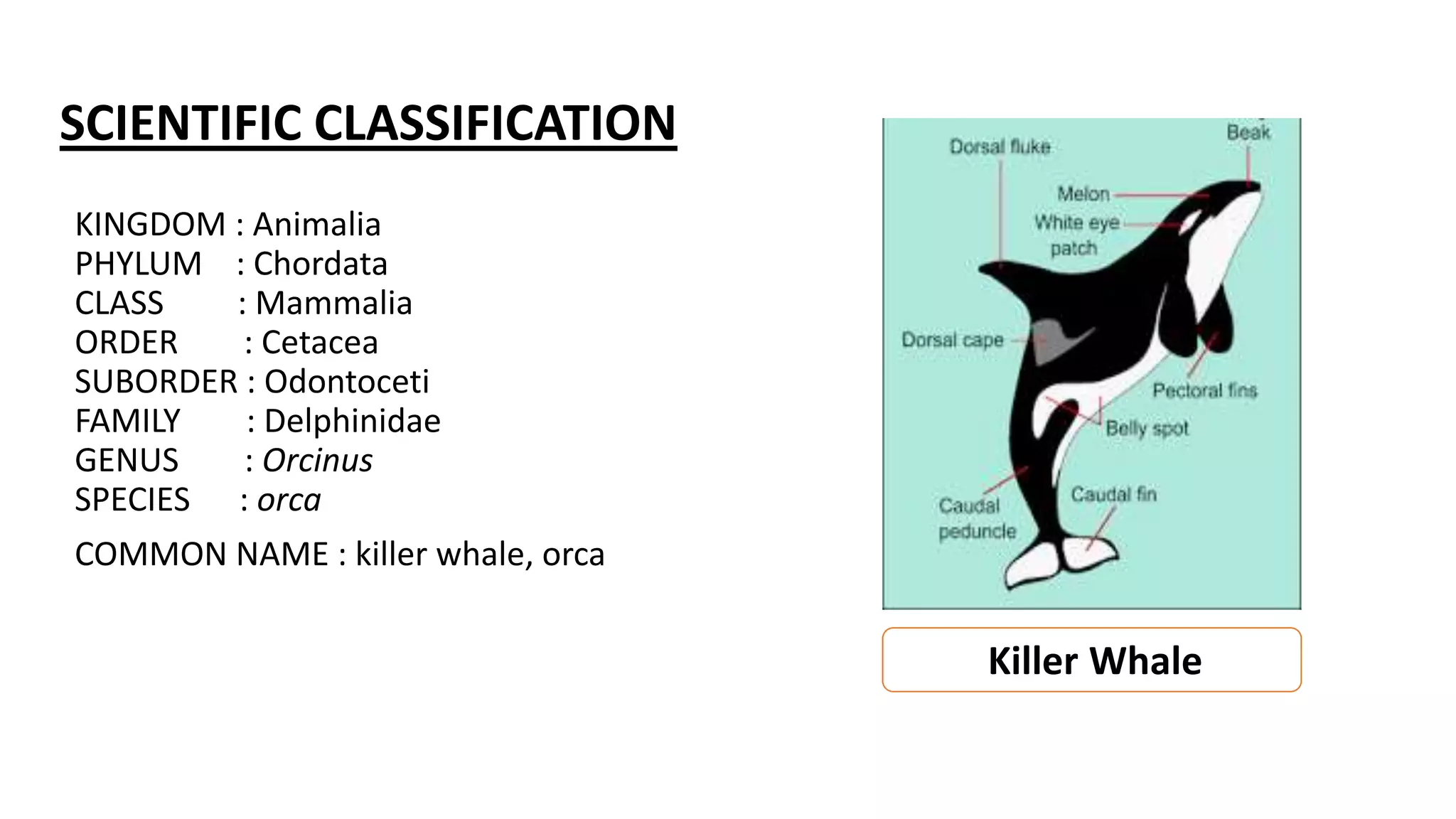 Killer Whale.pptx