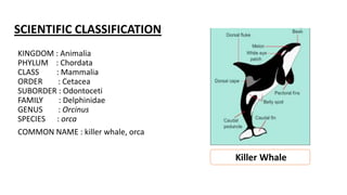 Killer Whale.pptx