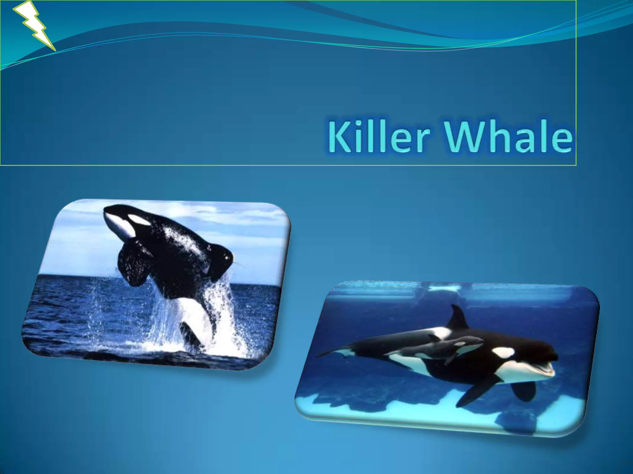 Killer whale #10 | PPTX