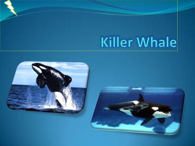 Killer whale #10 | PPTX