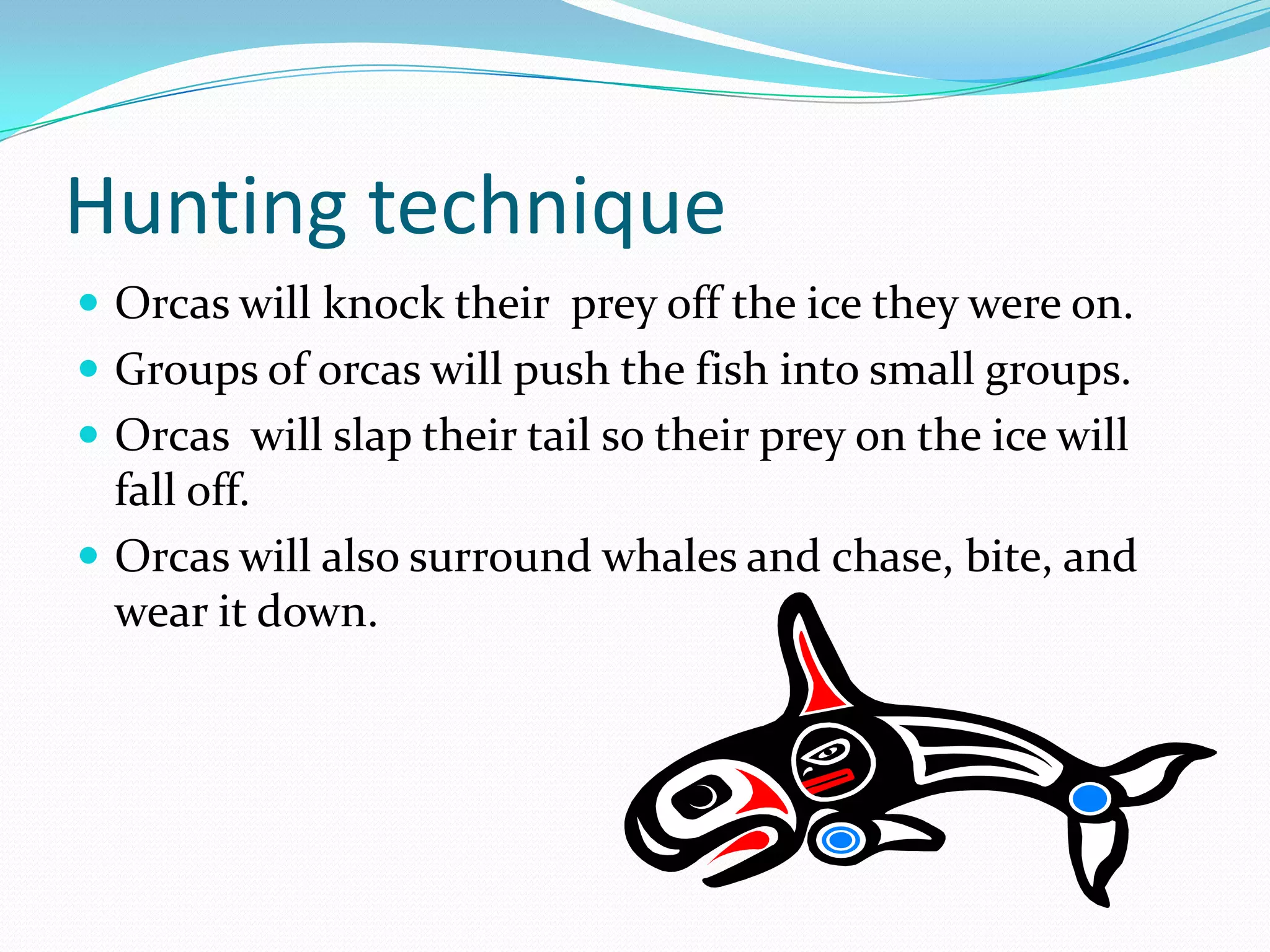 Killer Whale Powerpoint | PPTX