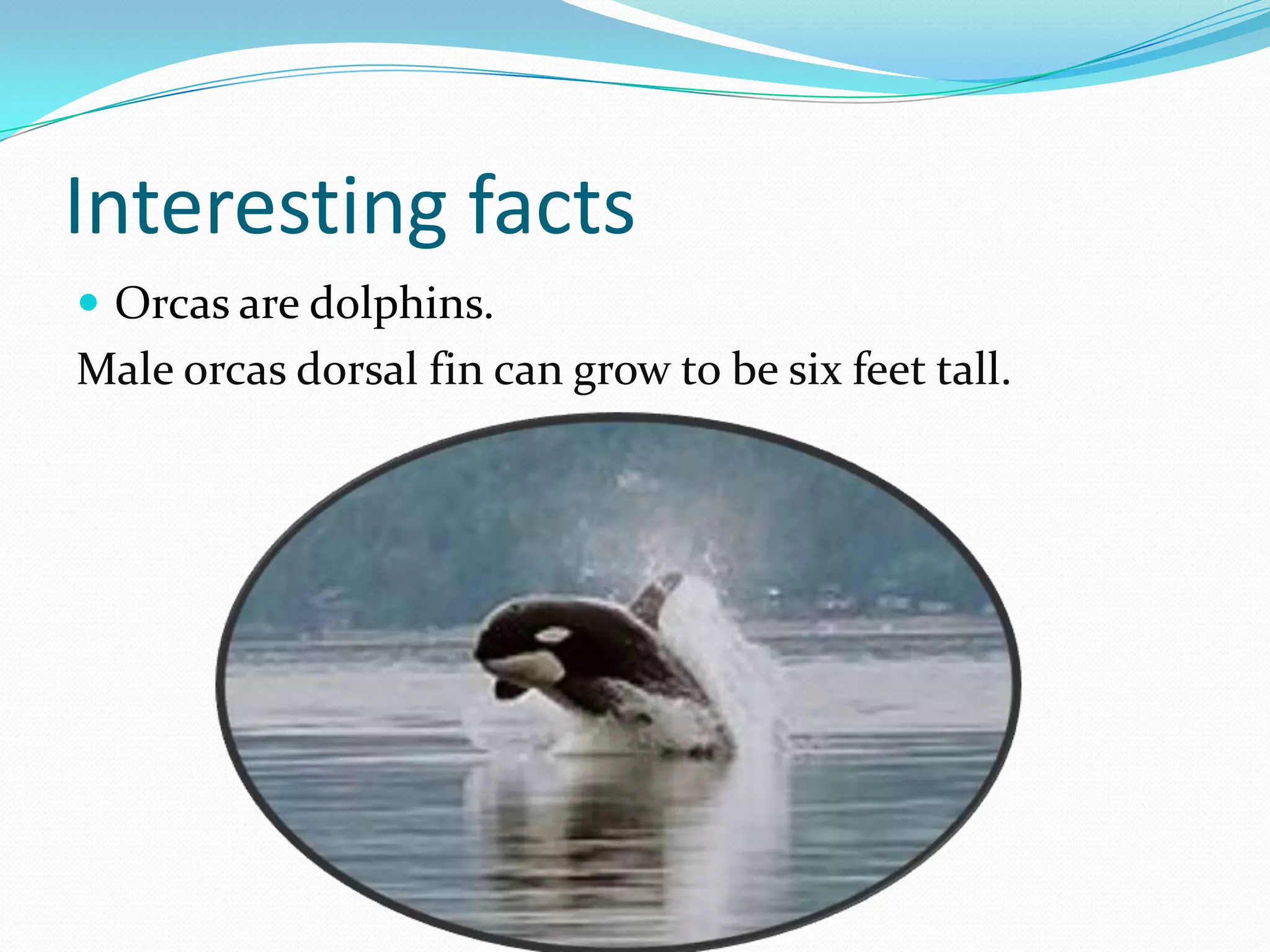 Killer Whale Powerpoint | PPTX