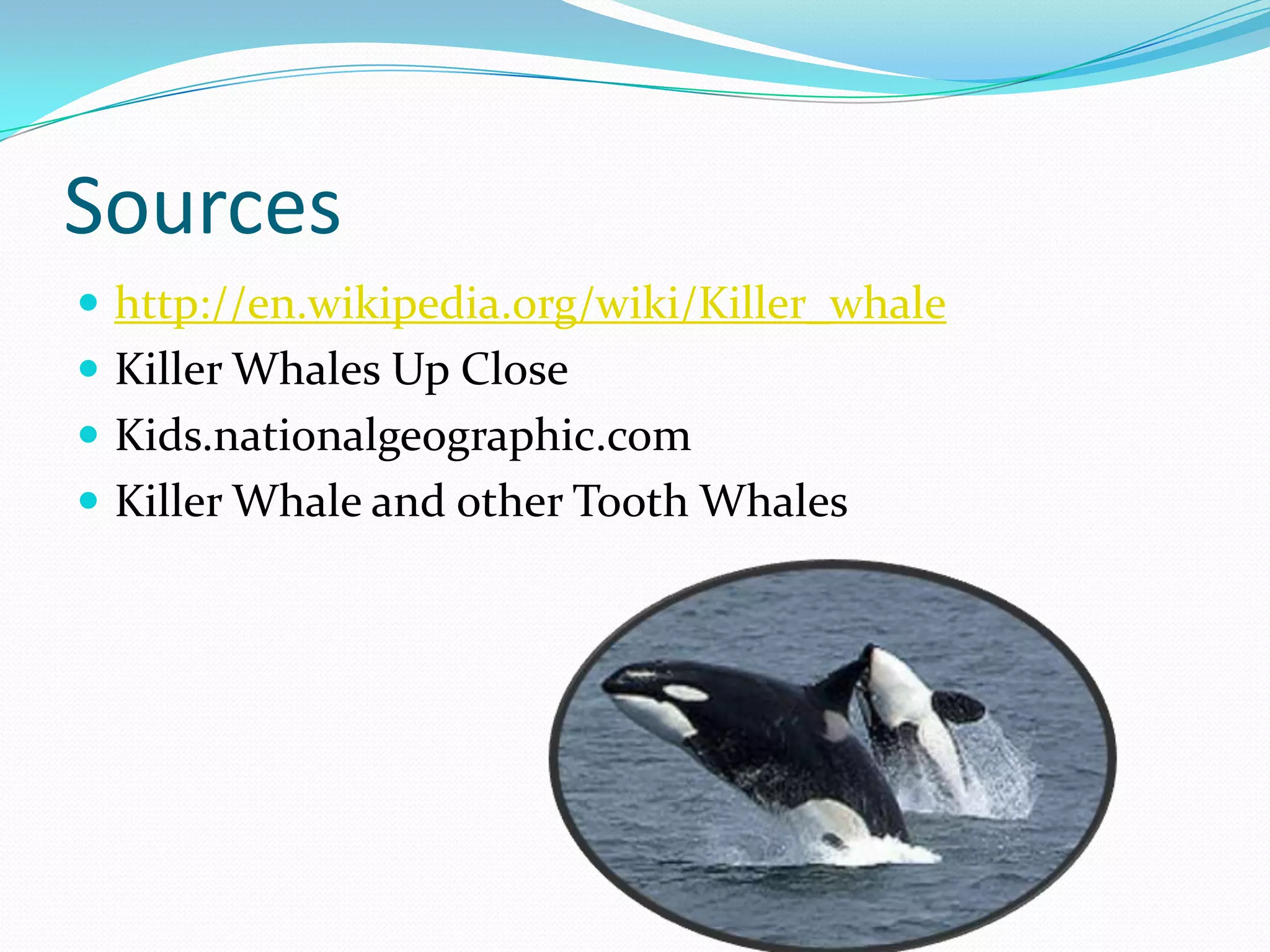 Killer Whale Powerpoint | PPTX