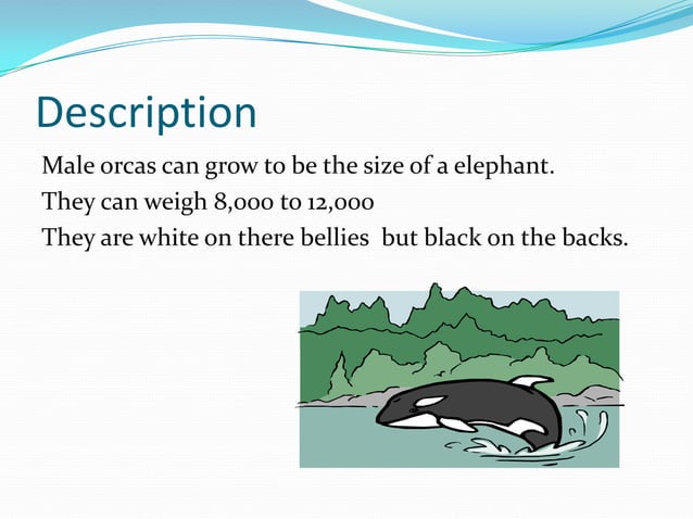 Killer Whale Powerpoint | PPTX