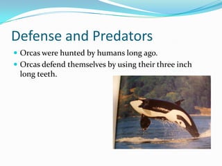 Killer Whale Powerpoint | PPTX