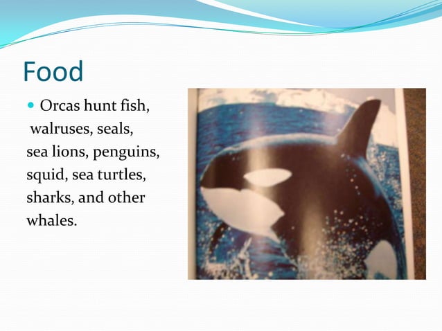 Killer Whale Powerpoint | PPTX